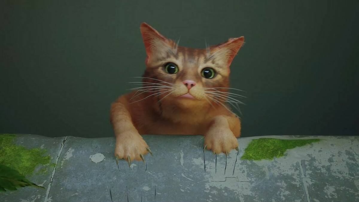 散花地点：哪里可以找到适合 Malo 的红色、黄色和紫色植物