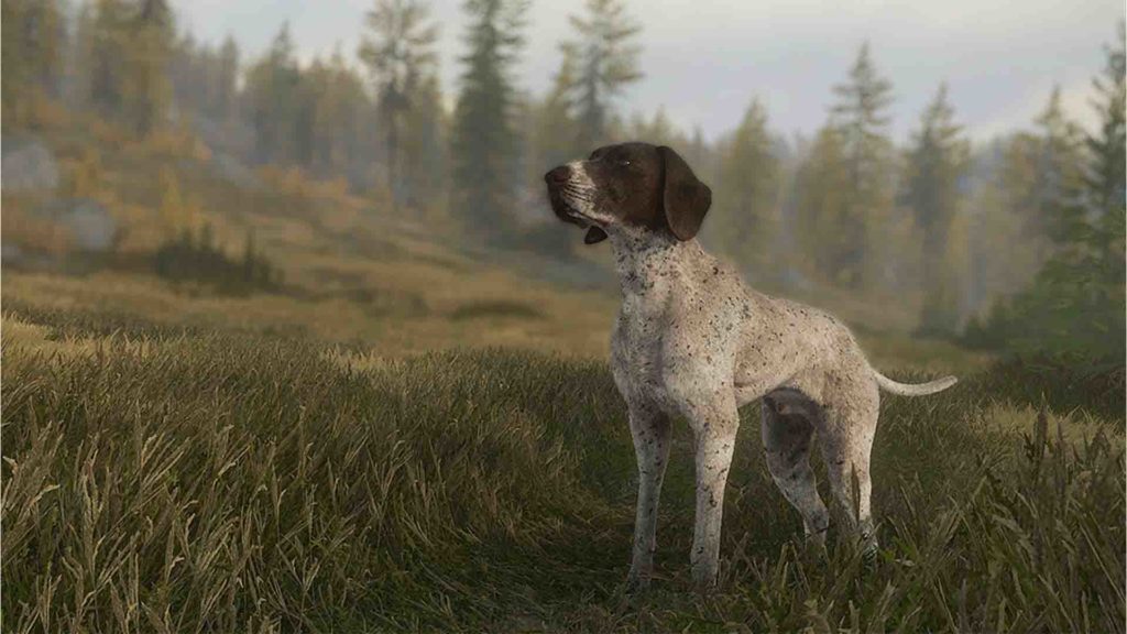 theHunter：野性的呼喚獲得三個新的 DLC 包 - Recmg.com